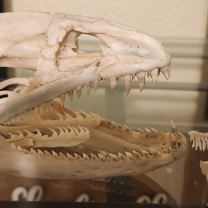 Real Lionfish Skeleton, Dendrochirus, Fish Taxidermy, on Queen Chess ...