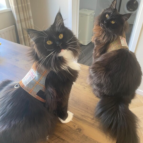 HARRIS TWEED Limited Edition Ready Made Cat Harness/walking Jacket by ...