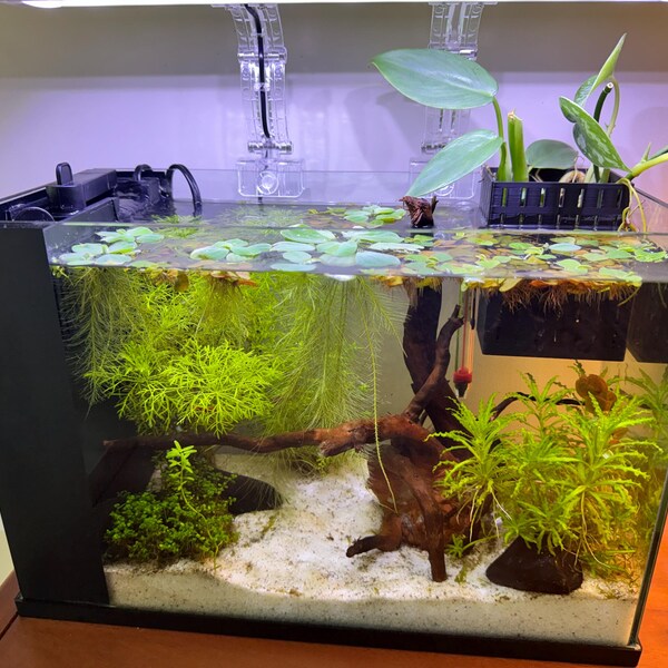 The Root Clip - Aquarium Plant Holder for Substrate-less Emersed Plants ...