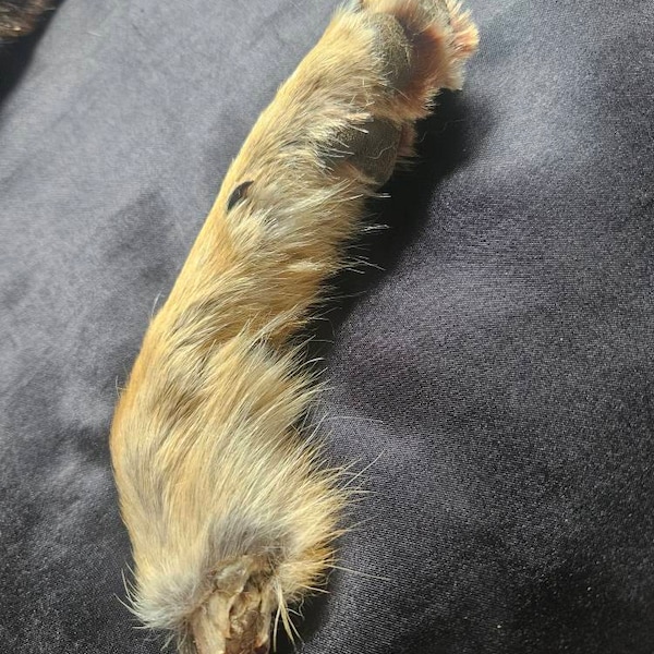 Freeze Dried Yak Feet for One Taxidermy Yak, Deer Antlers, Taxidermy ...