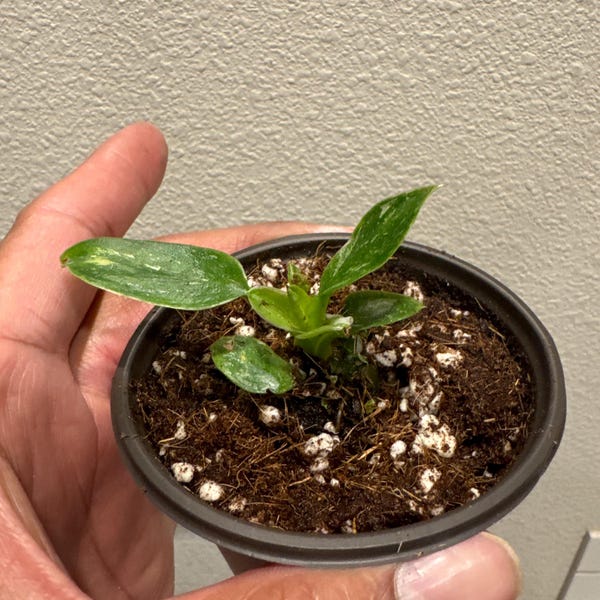 Philodendron Birkin Galaxy Starter Plant ALL STARTER PLANTS Require You ...