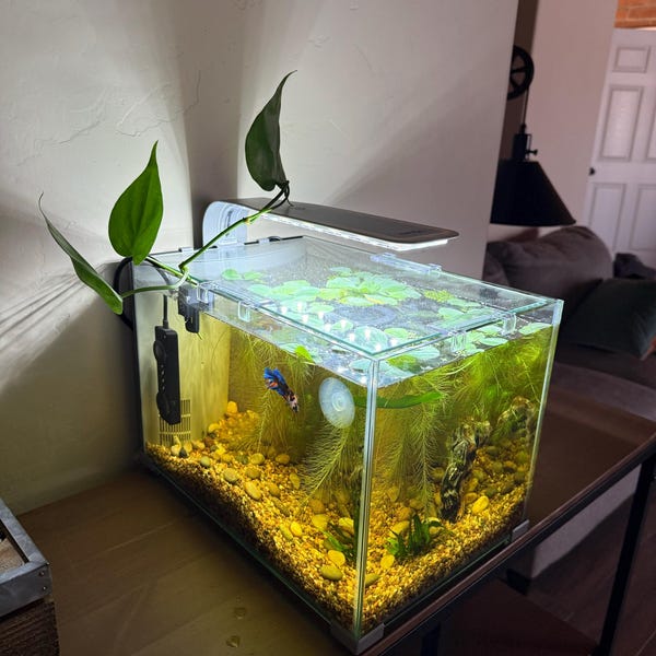 Aquaponics Floating Plant Holder. Grows on Top. Great for Pothos ...