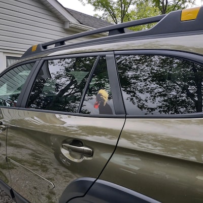 English Shepherd Car Decal, English Shepherd Magnet, English Shepherd ...