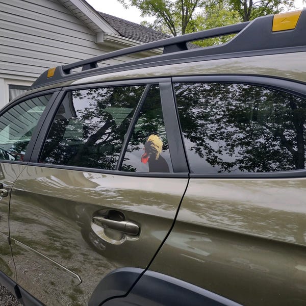 Siamese Cat Decal, Funny Sticker, Cat Car Sticker, Siamese Cat Sticker ...