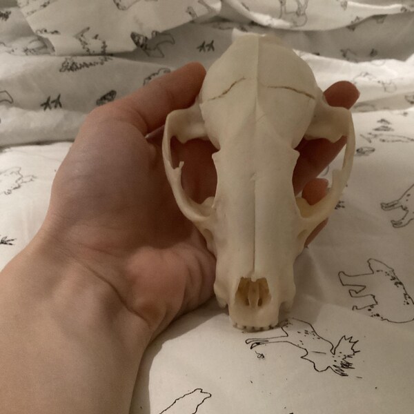 Crocodilian Scute Fossil (osteoderm Armor) - Lance Fm. - Niobrara Co ...