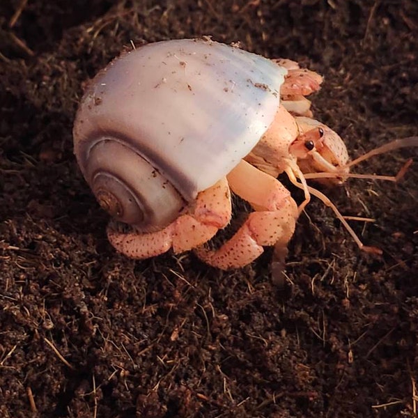 Small Conch Shell I Hawk Wing Conch I Fighting Conch I Milk Conch I - Etsy