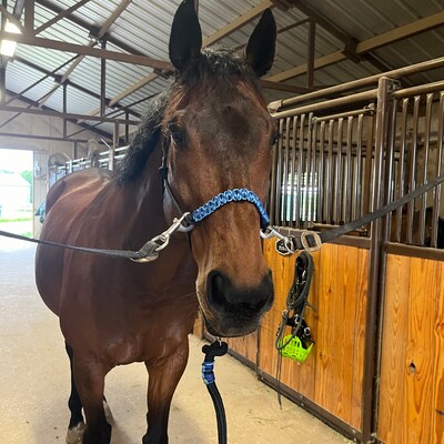 Custom Rope Halter With Matching 10' Lead Rope - Etsy