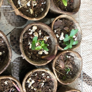 Wingstem Seeds - Etsy Canada