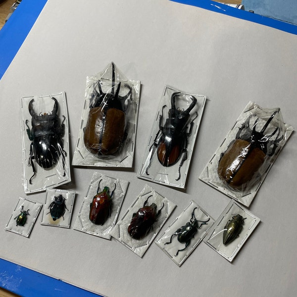 Complete Beetle Mounting Kit - Beetle Spreading and Pinning Kit ...