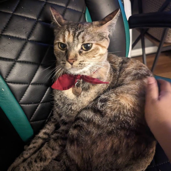 Burgundy Fancy Cat Collar With Rose Gold Bell Luxury Breakaway Collar ...