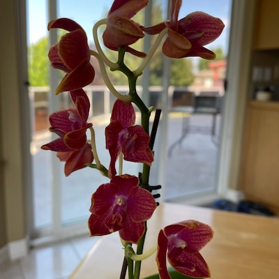Husky Plant , Ruby Velvet Red Phalaenopsis Formosa Ruby 'brilliant' - Etsy