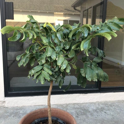 Star Apple Purple Caimito Milk Fruit. Grafted Tree - Etsy