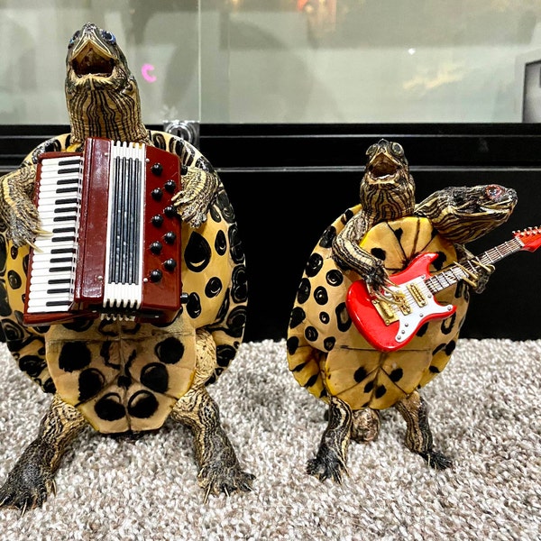 Full Body Turtle Taxidermy- French Horn-playing Tortoise Mariachi Toad ...