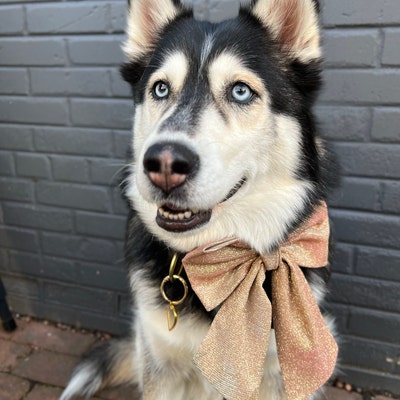 Toads and Mushrooms, toadally Fungi Cream Velvet, Forest, Reversible ...