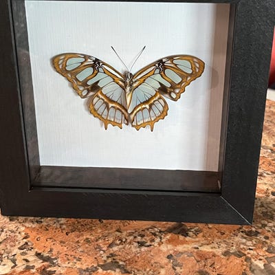 Real Eastern Black Swallowtail Butterfly Framed in 5.5x5.5 Wood Frame ...