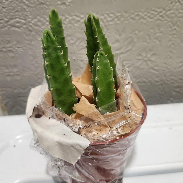 Starfish Cactus | 4 Inch | Carrion Flower | Stapelia Hirsuta | Rare ...