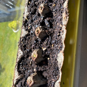 Heirloomsupplysuccess 10 Heirloom Red Ruffled Tomato Seeds - Etsy