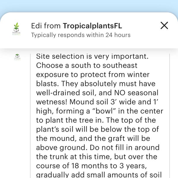 Marcus Pumpkin Avocado Tree , “cold Hardy” Grafted in 3 Gallons Pot, No ...