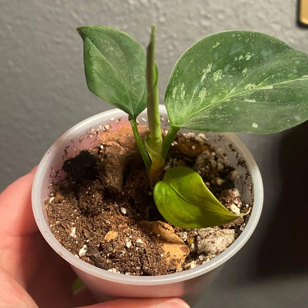 Aglaonema Pictum Tricolor Starter Plant (ALL STARTER PLANTS Require You to Purchase 2 Plants ...