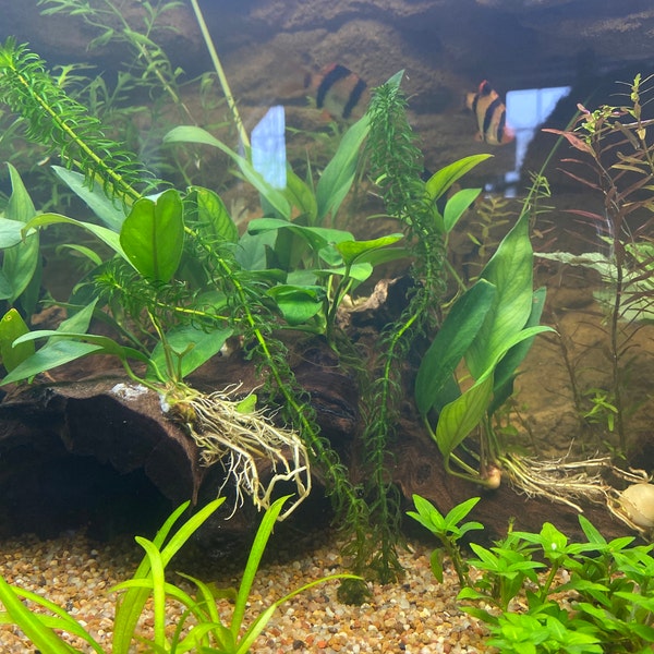 Narrow Leaf Anacharis, Egeria Najas, Live Aquarium/aquatic/background ...