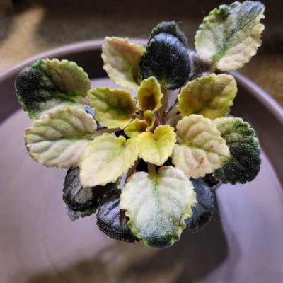 African Violet California Victory Pair of Leaves - Etsy