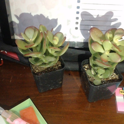 Peperomia ruby Cascade Trailing Succulent, Indoor Plant - Etsy