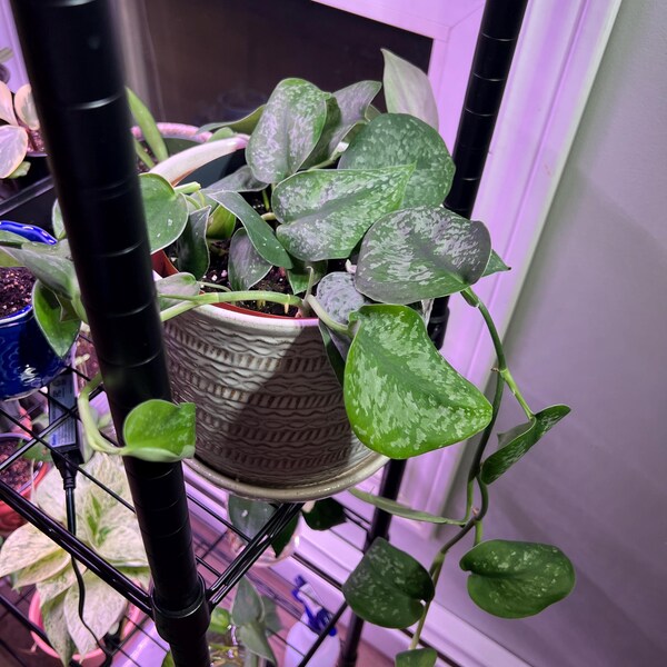 4" Monstera Dubia Totem - Etsy