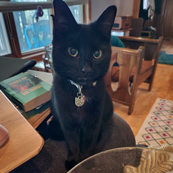 Kittenstein Cat Artist Enamel Pin - Etsy