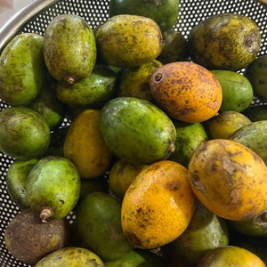 3LBS Fresh Dwarf June Plums Always Freshly Picked Ready to Ship - Etsy