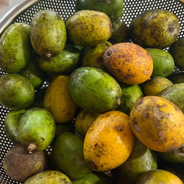 3LBS Fresh Dwarf June Plums - Always Freshly Picked - ** We Are ...