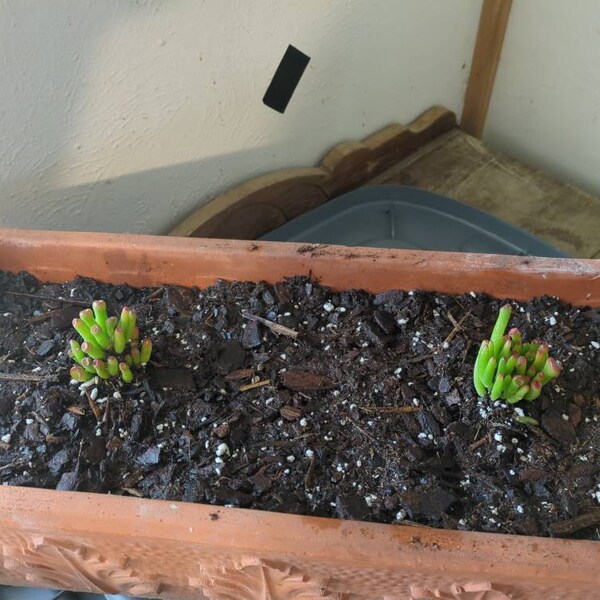 Crassula Gollum/ovata, Shrek Ear, Live Succulent, Jade Plant in 2", 4 ...