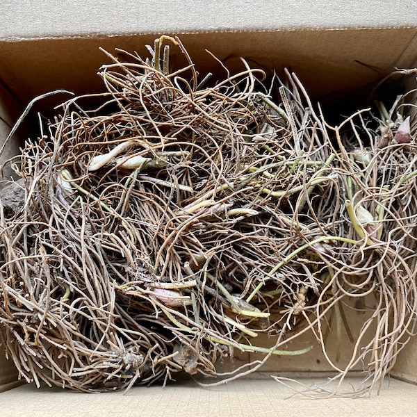 40 Hepatica Bulbs/root System(hepatica Acutiloba(sharp)) - Etsy