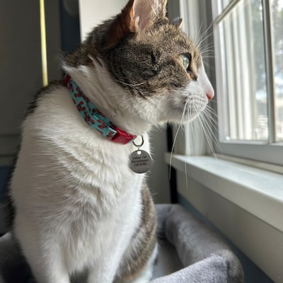 Fall Cat Collar for Boy Girl Sunflowers Breakaway - Etsy