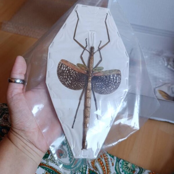 The GIANT Centipede scolopendra Subspinipes Framed & Mounted Arachnid ...