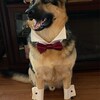 Dog Cuffs Custom Dog Tuxedo Cuffs for Wedding Dog Wedding - Etsy