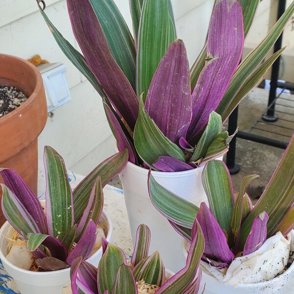 Indian Aster /indian Kalimeris / Malan 马兰头, Chinese Herb, 10 Rooted ...