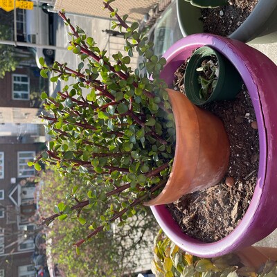 10 L. Japanese Cactus & Succulents Soil Mixed With Heated - Etsy