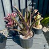 Bromeliad Portea jungles Small Pup - Etsy
