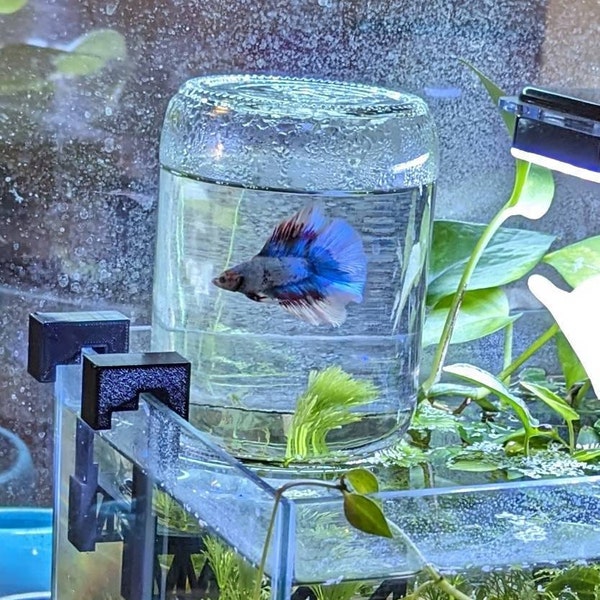 Inverted Betta Tank Holder, Panoramic View for Betta Fish, 360 View for ...