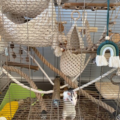 2 in 1 Perch Natural Wood Perch and Swinging Pine Dowel Perch With ...