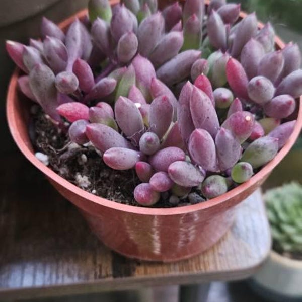 Ruby Necklace, String of Rubies, Little Pickles, Othonna Capensis ...