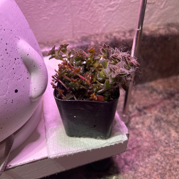 RARE | Crassula Tabularis Pagoda Village - Succulent Plant 2" Pot - Etsy