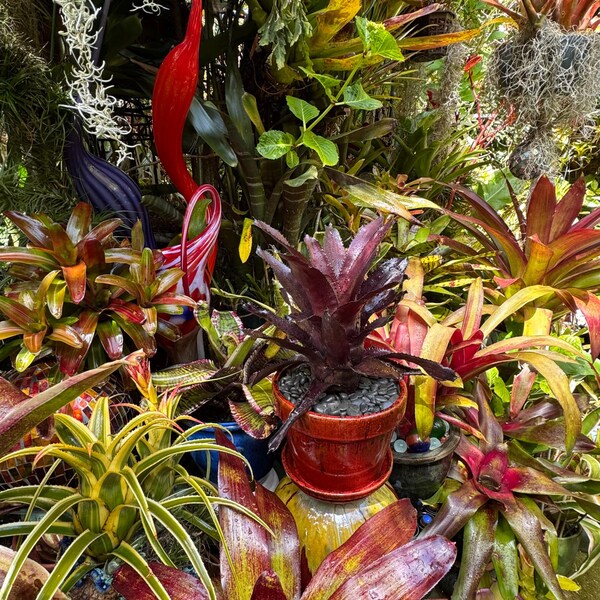 Bromeliad Vriesea Red Chestnut 6" Pot - Etsy