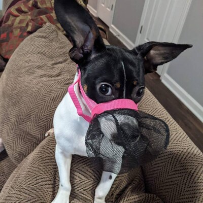 Smuzzle: A Soft Muzzle That Lets Your Dog Smile - Etsy