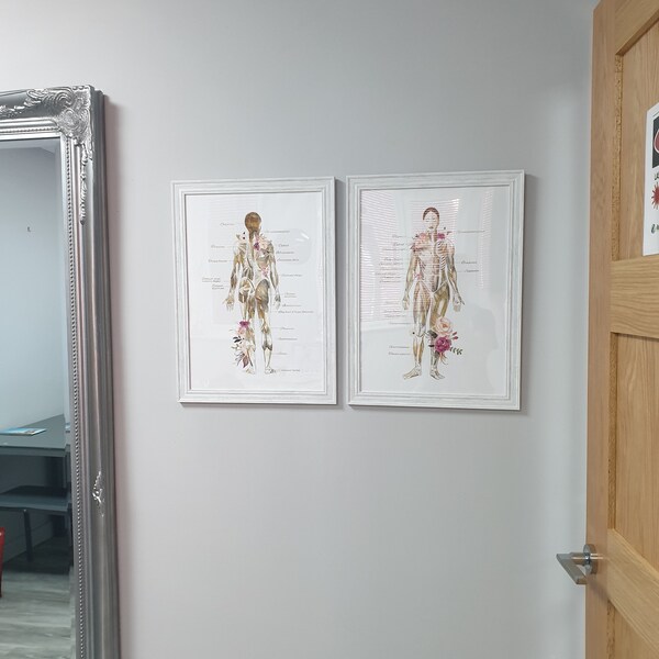 Womans Muscle System Art, Female Muscular System Print, Massage Therapy ...