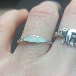 Moon Snail Shell Tanea Lineata 24k Gold Plated Trim Pendant Sea Pendant ...