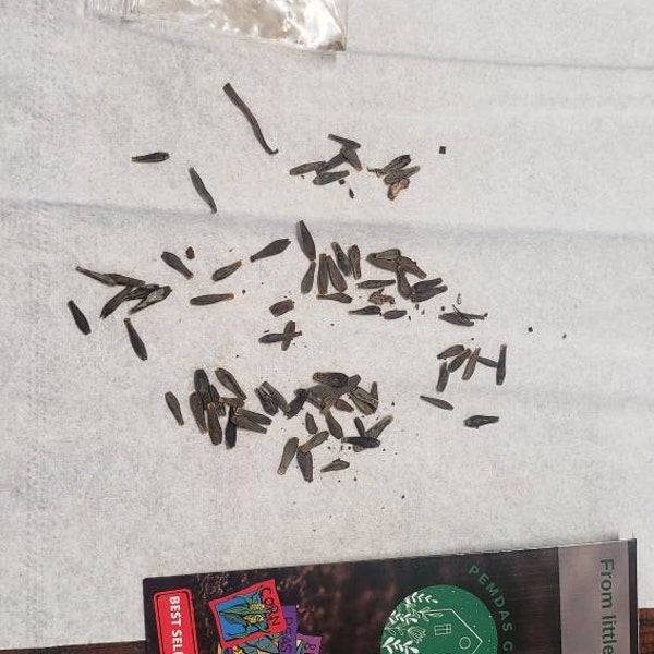 Purple Climbing Rose Seeds - Perennial - Authentic Seeds - Flowers ...