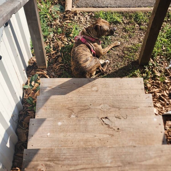 Crystal Dinosaur, Randomly Chosen, Intuitivley Chosen, Gift-for Her ...