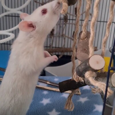 Various Sizes Natural Wood Perch Ledge Platform Shelf Walkway - Etsy