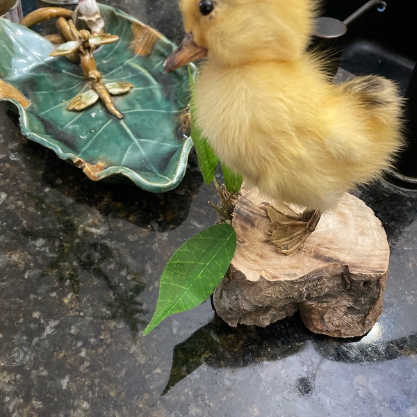 Bull Steer Cow Skull European Mount Taxidermy Texas Skeleton Bone ...